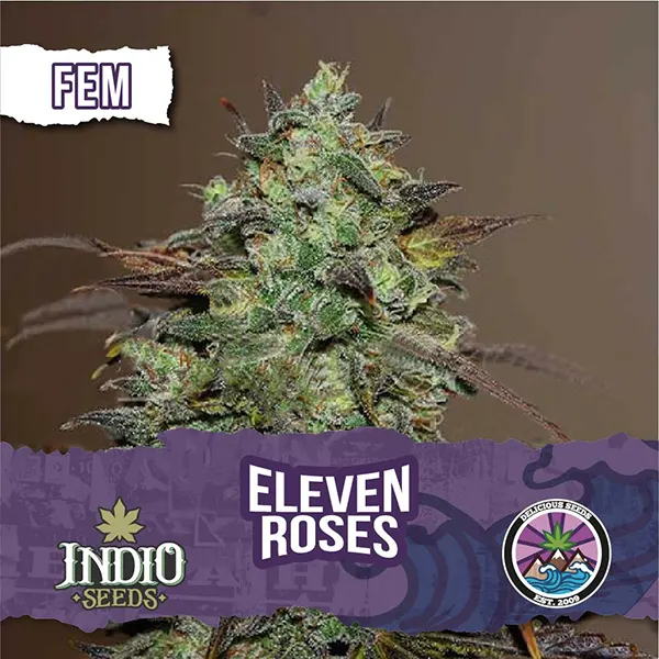 Eleven Roses Fem x5 - Delicious Seeds | Indio Seeds