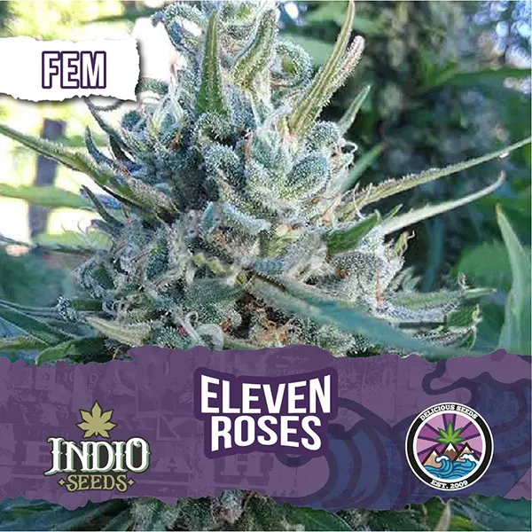 Eleven Roses Fem x5 - Delicious Seeds | Indio Seeds