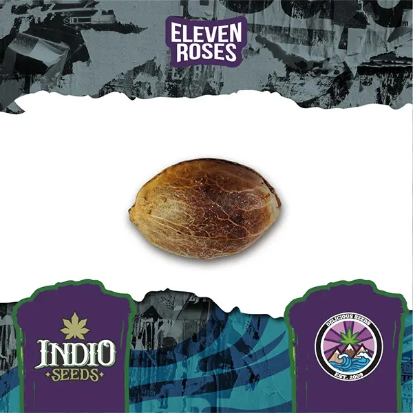 Eleven Roses Fem x5 - Delicious Seeds | Indio Seeds