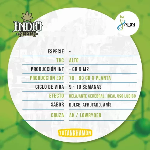 Auto 1302 A.C.A.B. x4 - El Riqui Genetics | Indio Seeds