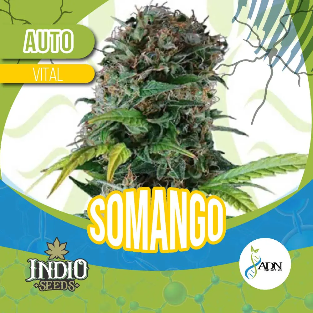 Auto Vital Somango x3 - ADN Genetics | Indio Seeds