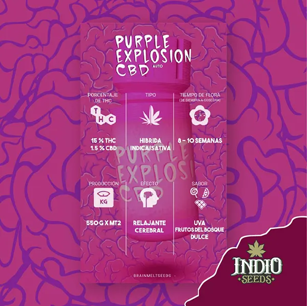 Baby Dopa x3 - Brainmelts Seeds | Indio Seeds