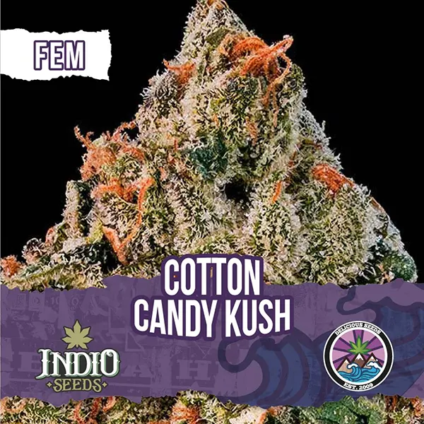 Cotton Candy Kush Fem x5 - Delicious Seeds | Indio Seeds