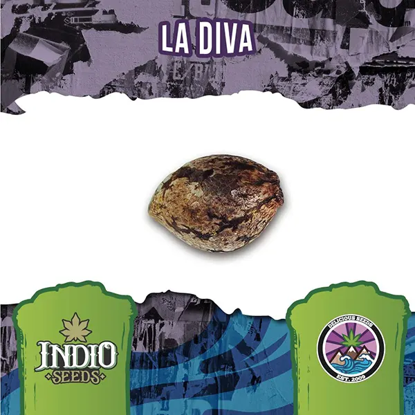 Auto La diva x5 - Delicious Seeds | Indio Seeds