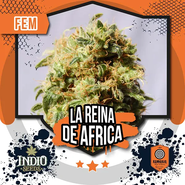 Kaboom La Reina de Africa Fem - Kannabia | Indio Seeds