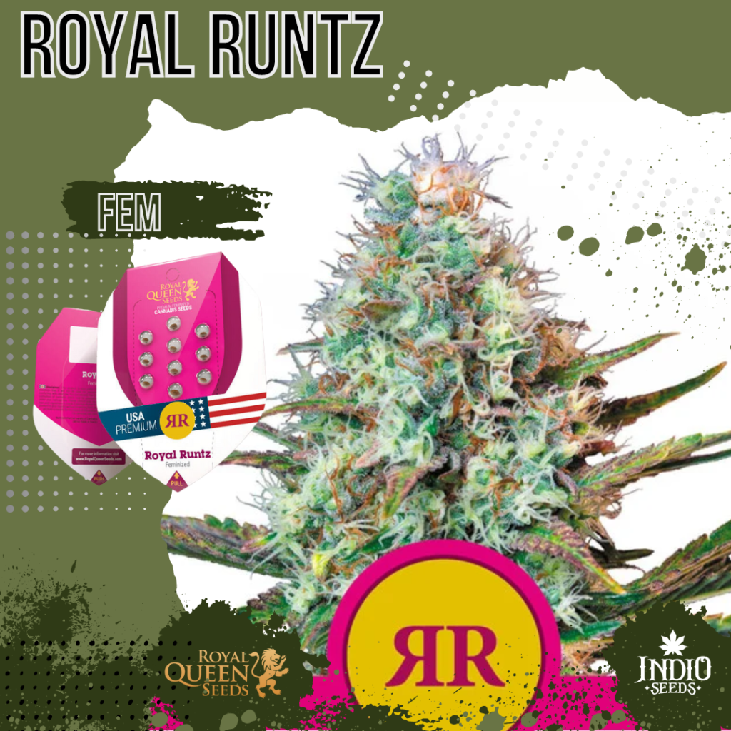 Royal Runtz X3 - Royal Queen | Indio Seeds