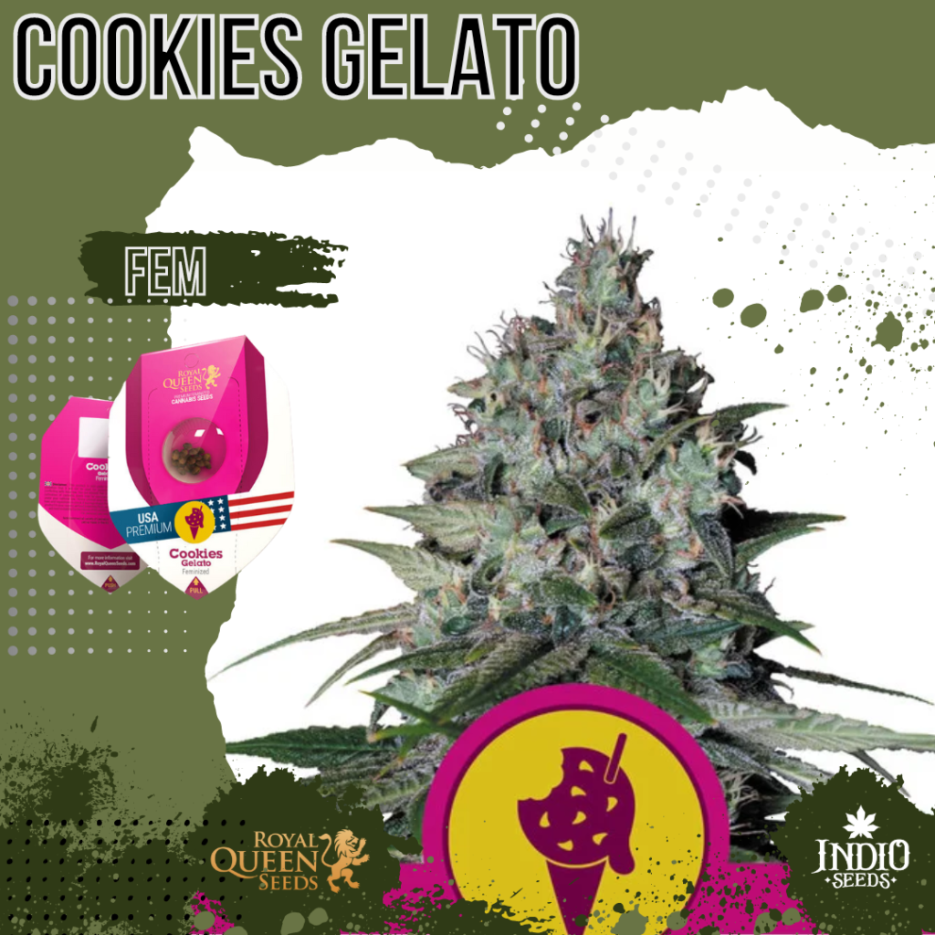 Cookies Gelato X3 - Royal Queen | Indio Seeds