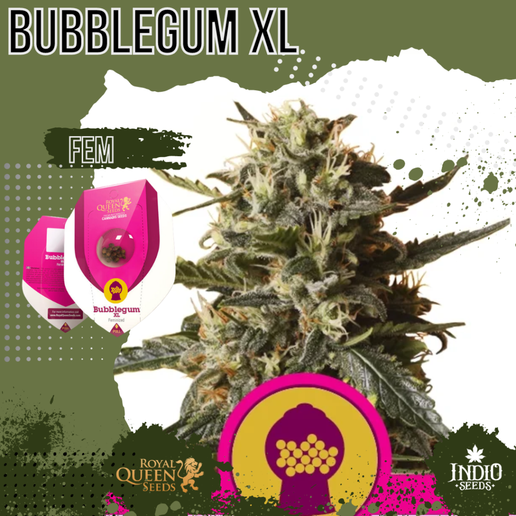 Royal Queen Seeds | Indio Seeds