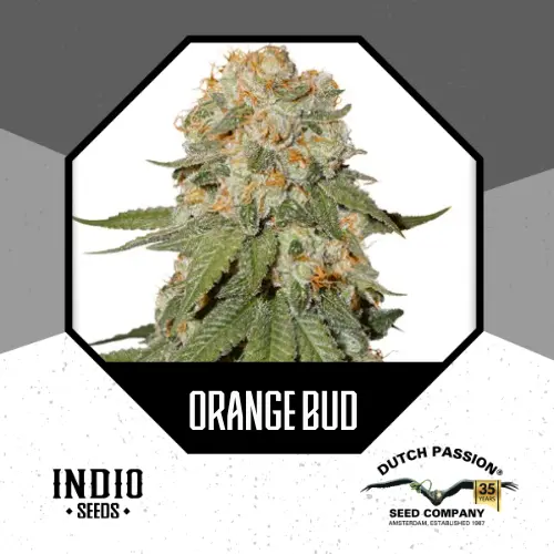 Orange Bud x3 | Indio Seeds
