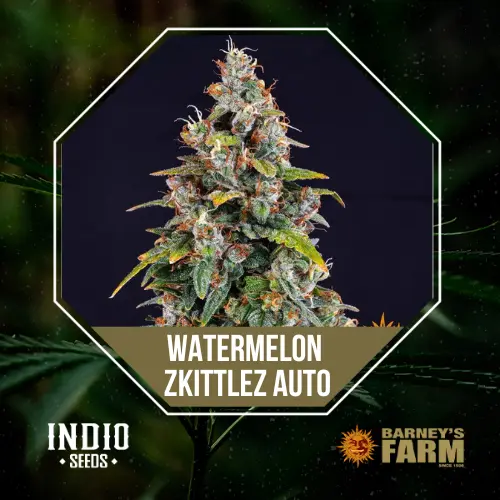 Watermelon Zkittlez Auto x3 - Barneys Farm | Indio Seeds