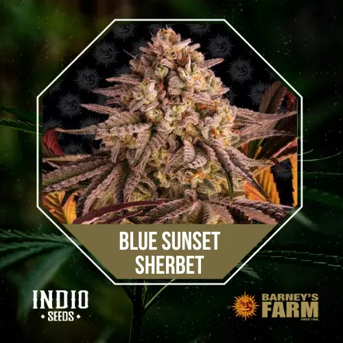 Blue Sunset Sherbet x3 - Barneys Farm | Indio Seeds