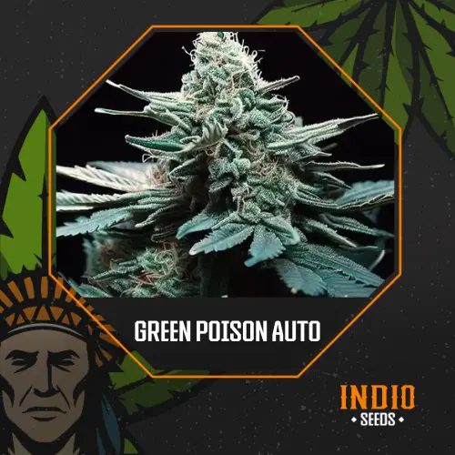 Green Poison Auto x3 - Granel | Indio Seeds