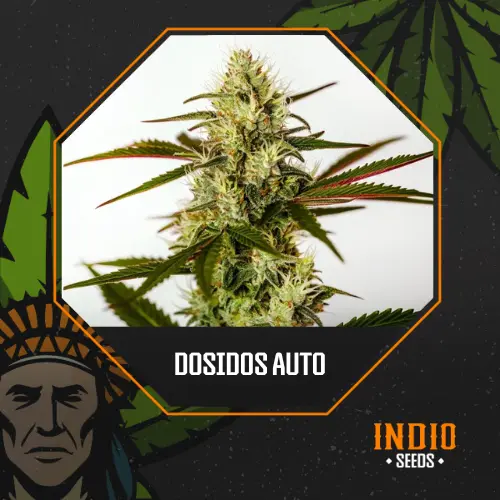 Dosidos Auto x3 - Granel | Indio Seeds