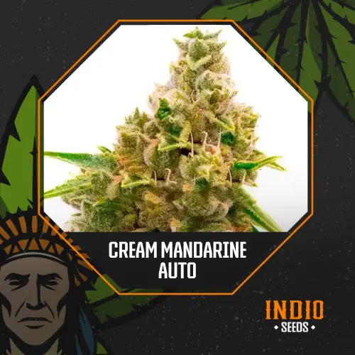 Cream Mandarine Auto x3 - Granel | Indio Seeds