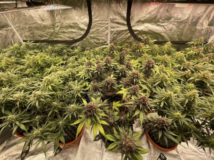 Mix Pack Auto - Fastbuds | Indio Seeds